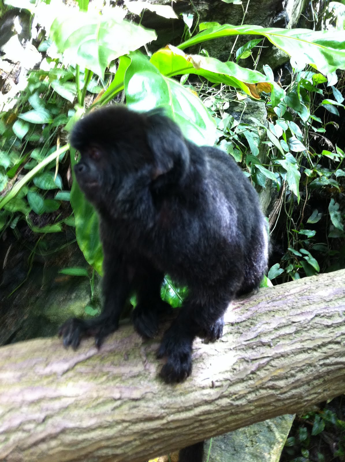 Miniorerna på Forsgläntan