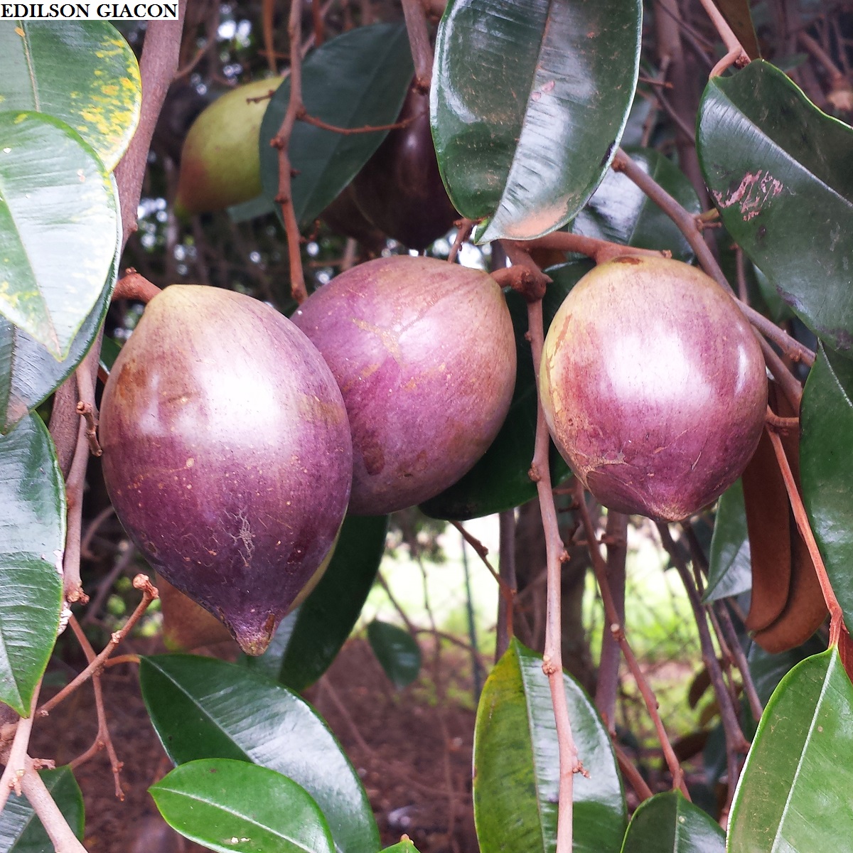 Viveiro Ciprest - Plantas Nativas e Exóticas: Abio Roxo ou Cainito ...