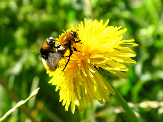 BugBlog: Dandelion bugs