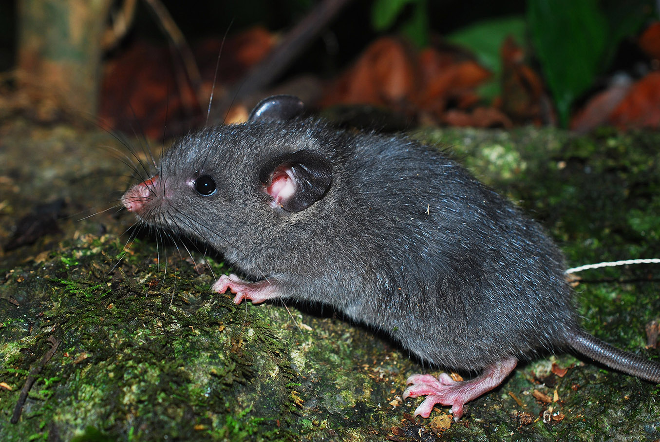 Species New to Science: [Mammalogy • 2015] New Data on Limestone Rat ...