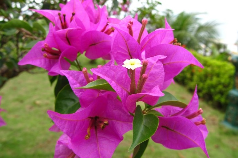 Bunga Bugenvil alias si Bunga Kertaas