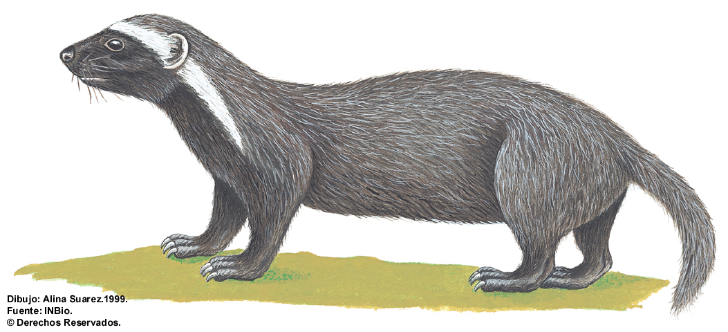 Compañeros de viaje: Hurón mayor (Galictis vittata)