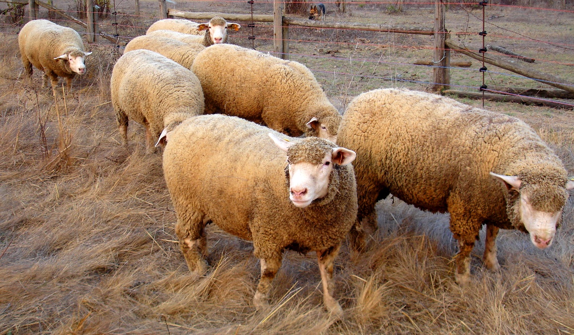 OVINOS ILE-DE-FRANCE: Outubro 2011