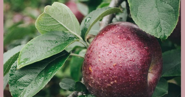 How To Plan And Plant A Homestead Orchard - Oak Hill Homestead