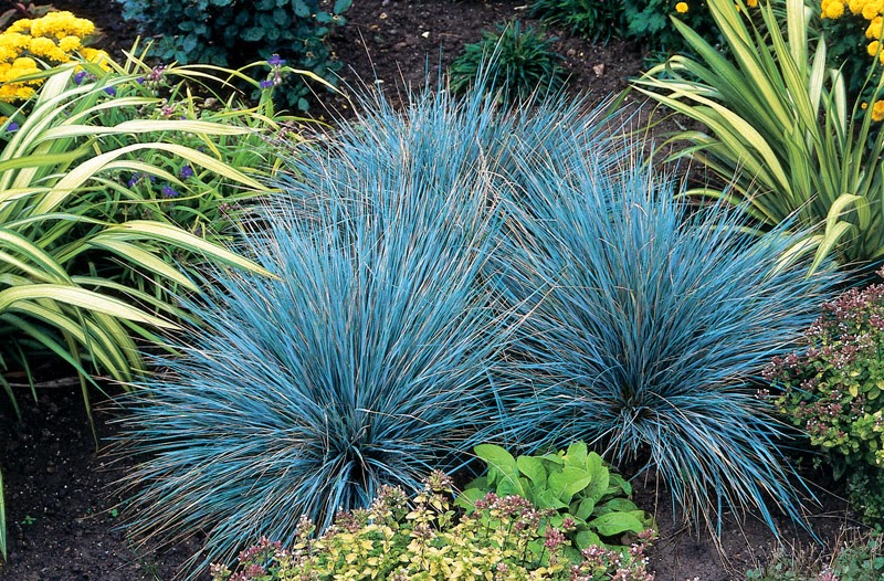 Seminte si plante de gradina hobby: Iarba decorativa Festuca glauca