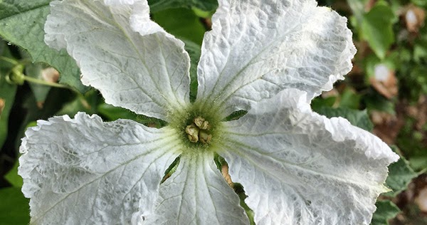 Huerto Urbano Luis Servia Borgas: CALABAZAS DEL PEREGRINO BOLA CON ...