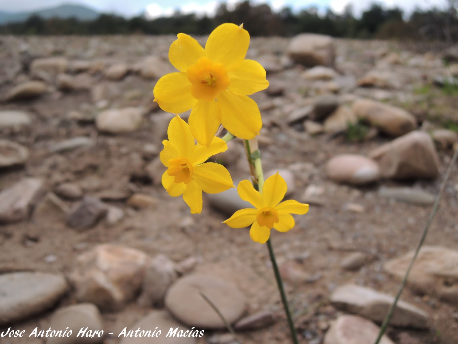 RioYeguas: Los Narcisos y la Mitología Griega