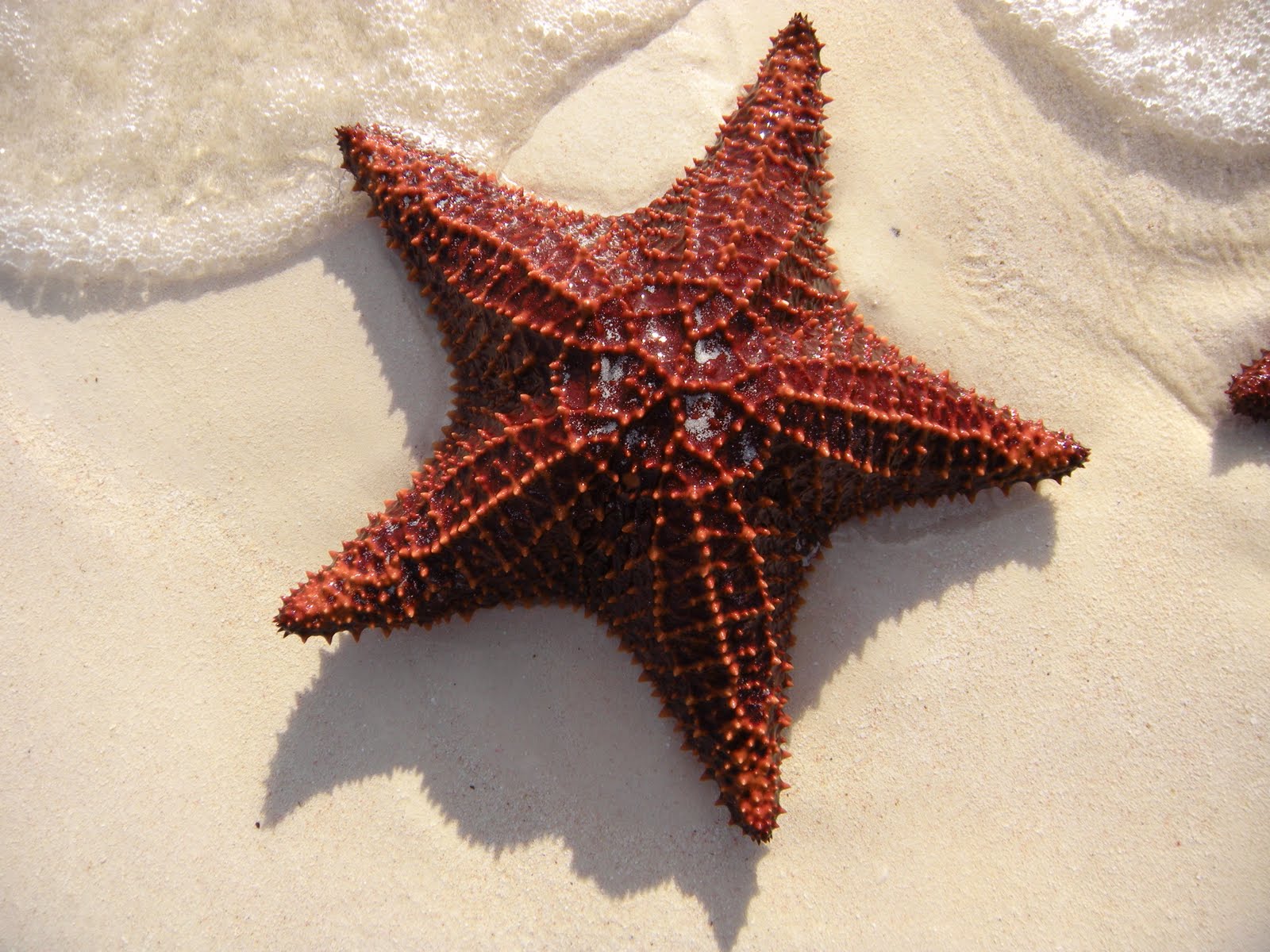 SV Just Drifting: Starfish Beach, Georgetown, Bahamas