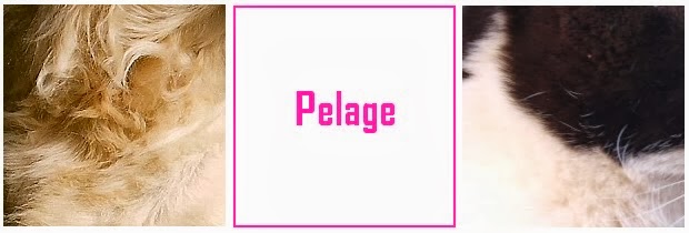 Bianca Animals Blog: Pelage