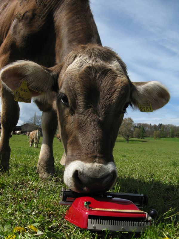 maschinengeschrieben: Cows just love typewriters