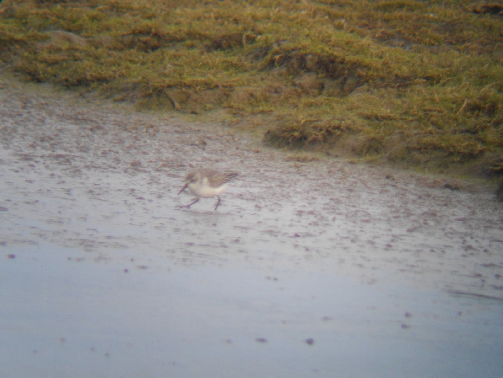 Birds and Beer: NORTH NORFOLK: More Sandpiper and a productive raptor roost