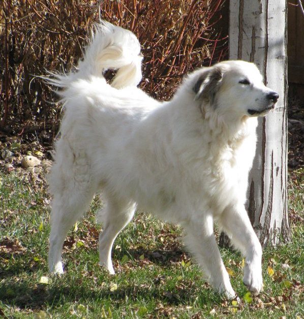 Colorado Great Pyrenees Rescue Community: Saving Sam: The Long Road Home