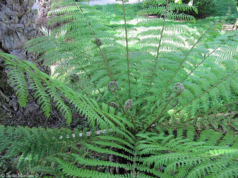 Future is written in green: Dicksonia antarctica, a fern of The Tertiary