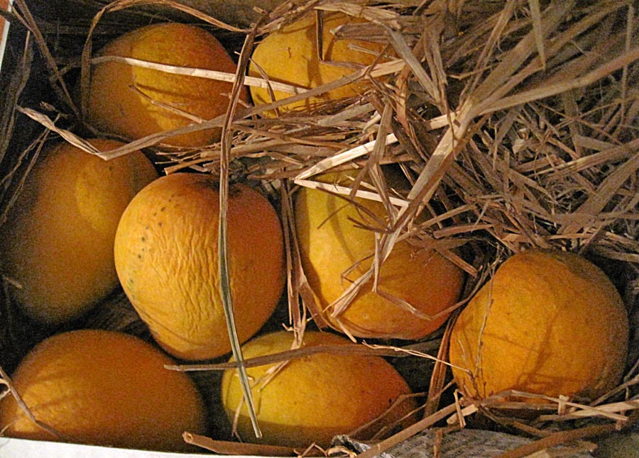 Stock Pictures: Photos of Mangoes