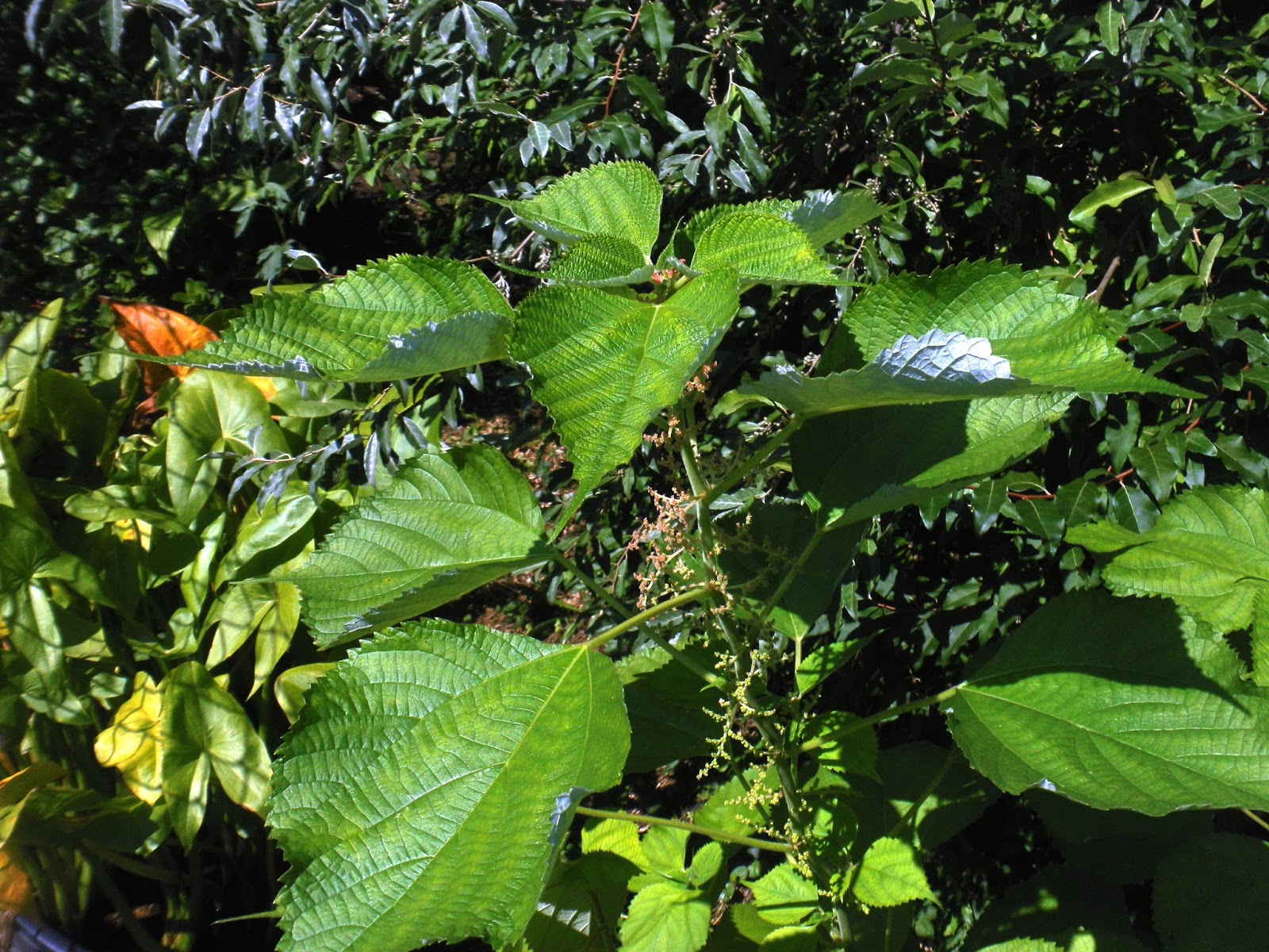 Scirpidiella's Plants: False Nettles - Ramie cousins (Boehmeria sp. div.)