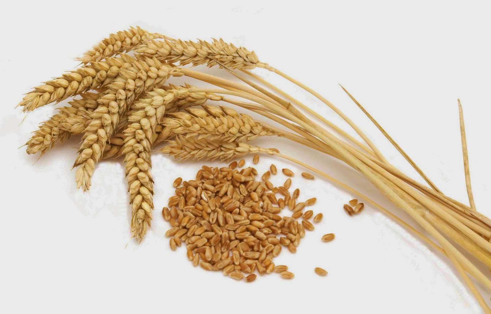 Wisdom: Manfaat dan Kandungan Gandum / Wheat / Triticum aestivum