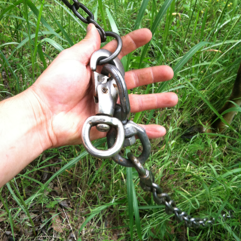 Homestead Catholic: To Tether a Cow