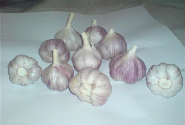 Peruviangrains: Ajo Morado