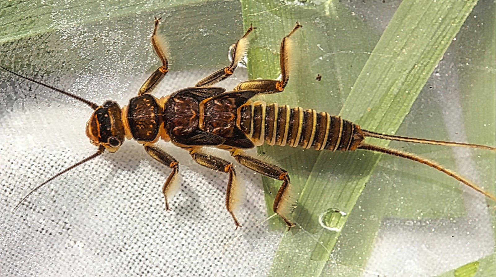 Aquatic Insects of Central Virginia: Just a beautiful insect: fully ...