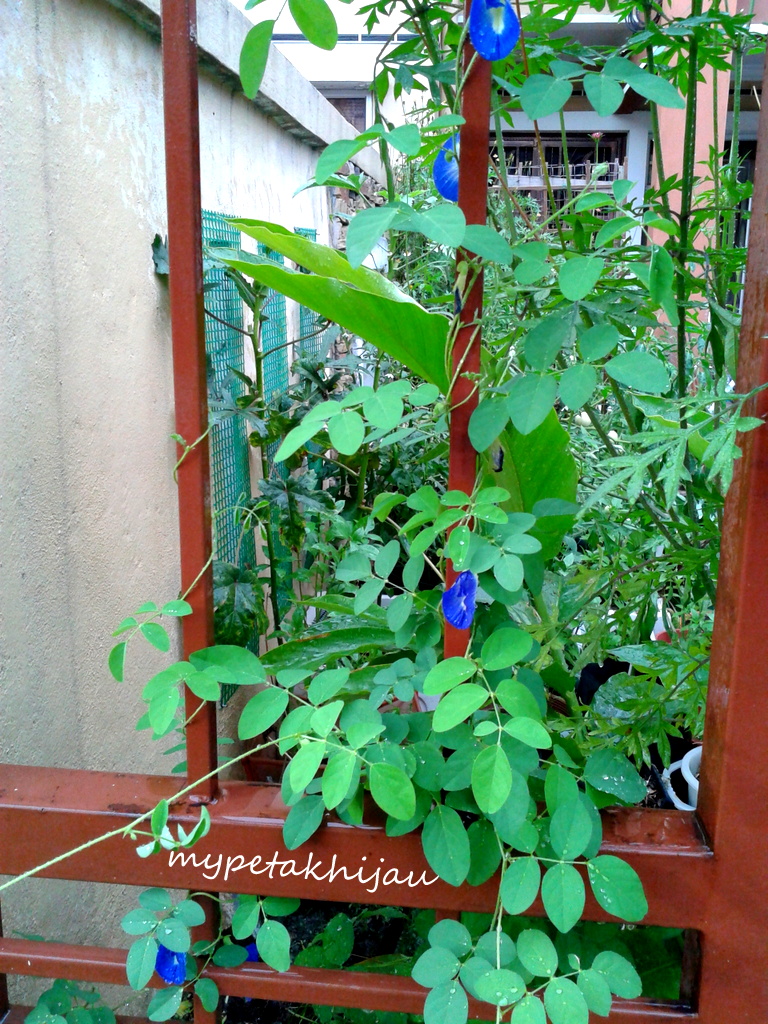 My Petak Hijau: Pokok bunga telang mula melilit pagar