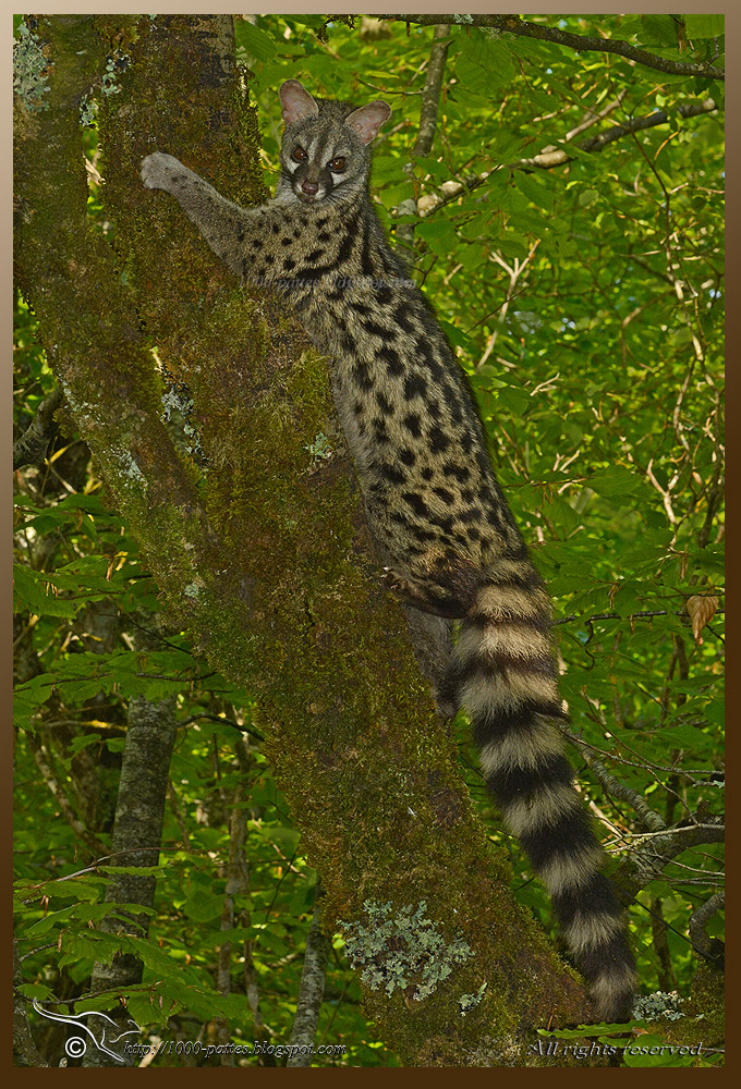 WILDLIFE GATEWAY: Genette commune