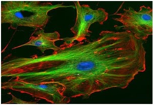 SITOSOL DAN SITOSKELET | Pustaka Pandani
