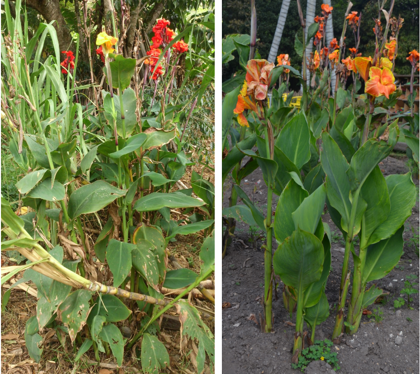 La historia de las plantas : La historia de la Achira o Sagú