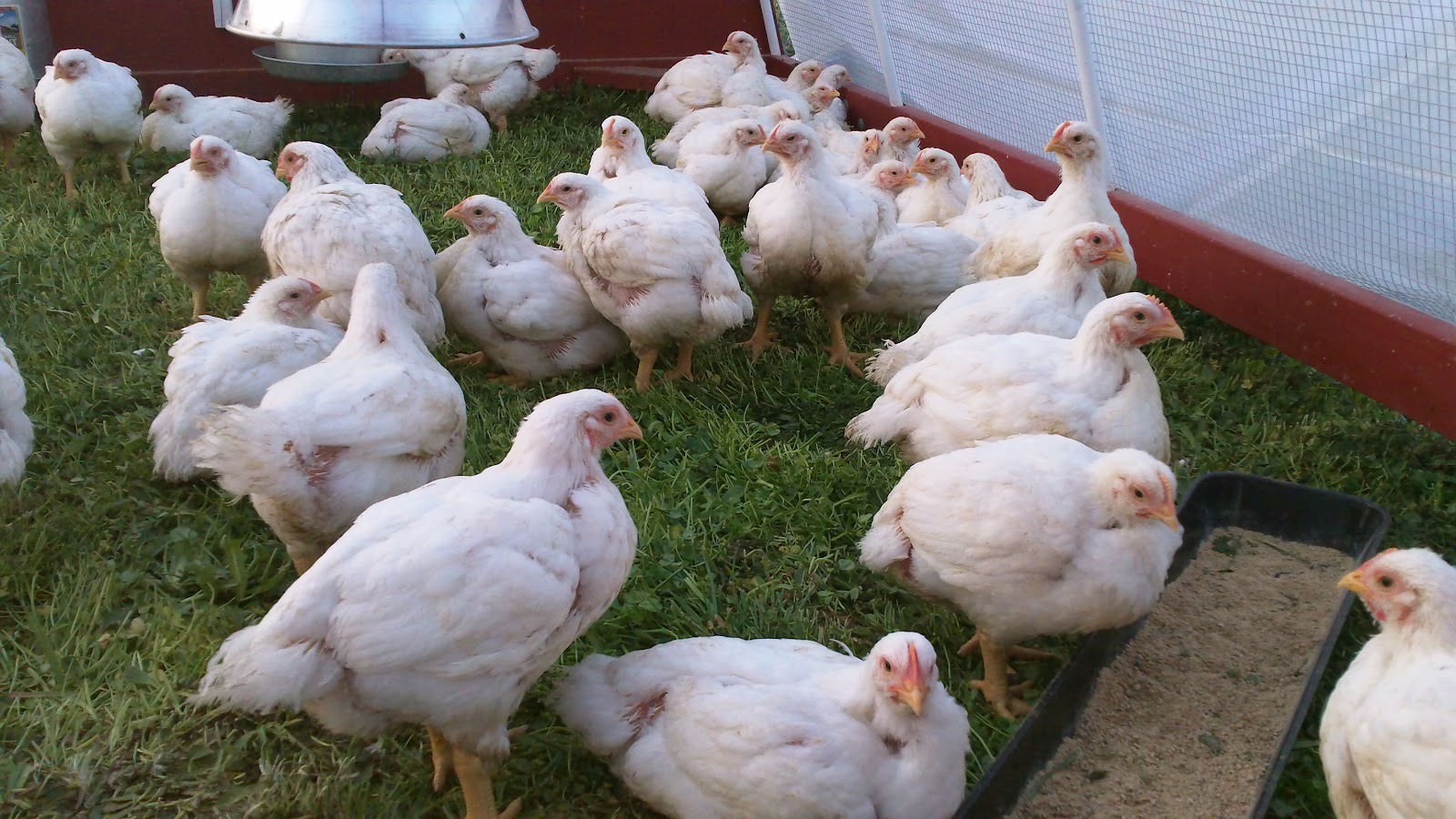 Lee's Reach Farm: Broiler Bird Update