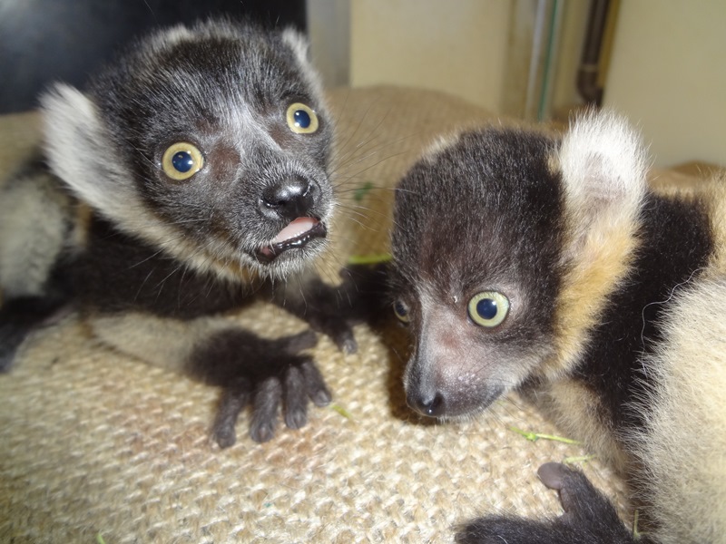 Black & White Ruffed Lemur Babies