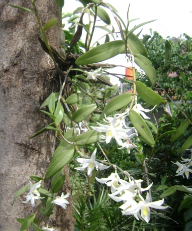 COLLEGE LIVING: Resume Orkidologi ke-1, 2, dan 3