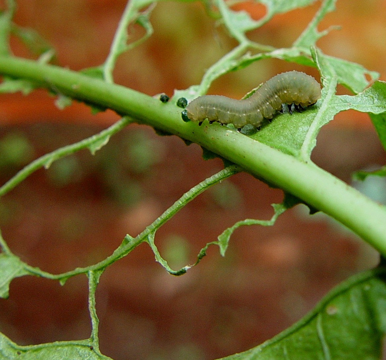 Kilimo cha kabichi - sehemu ya tatu (Growing Cabbage - Part three)