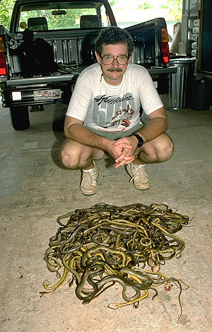 SSE News and Information: Guam- Brown Snake Invasion repelled