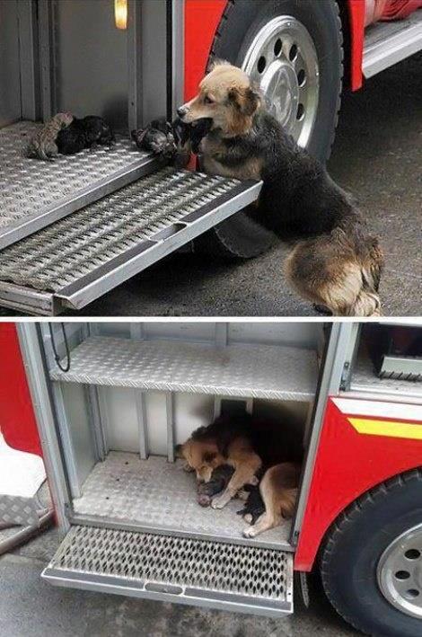 Un cane salva 5 cuccioli da un incendio ! (clicca la foto)