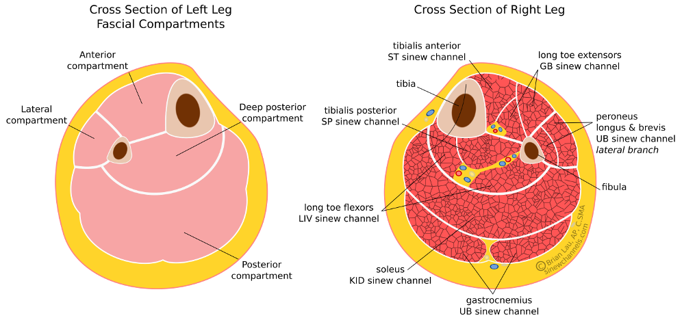 Compartments of leg muscles - pagelopez