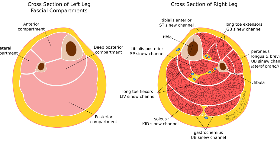Posterior Tibial Artery Cross Section