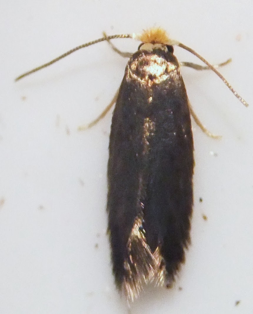 Hammerwich Wildlife: Moths