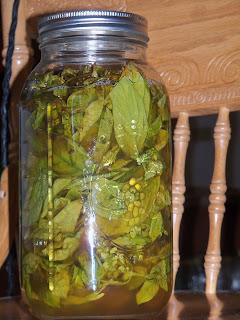 Plant Journeys: Basil Elixir, Basil Love Poem