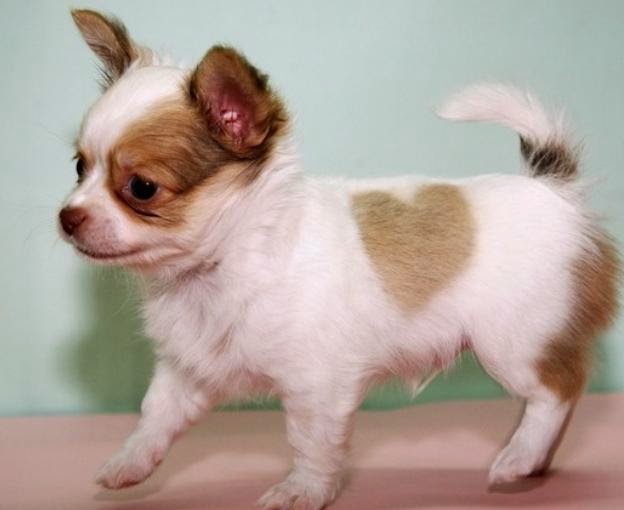 dogszh: Μαρτίου 2015