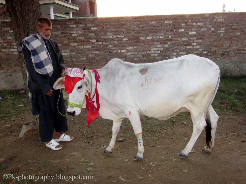 Eid-Ul-Adha-Festival Of Sacrifice | Nature, Cultural, and Travel ...