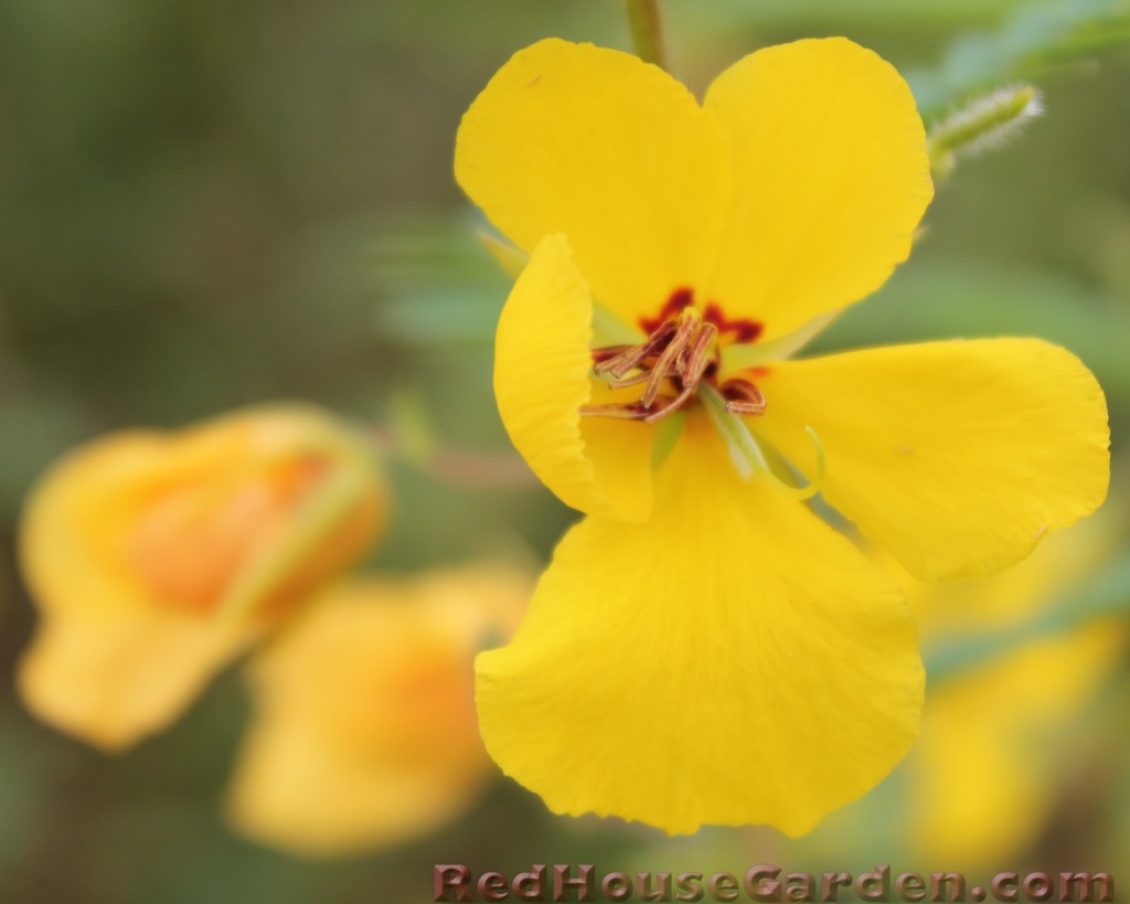 Red House Garden: The Flowering of the Partridge Pea