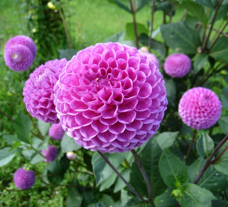 Jom Tanam Bunga: Bunga Dahlia Aneka Warna