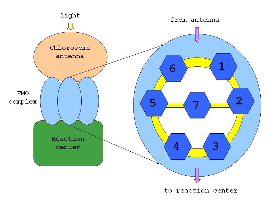 Quantum Gazette: Photosynthesis is partly a quantum process