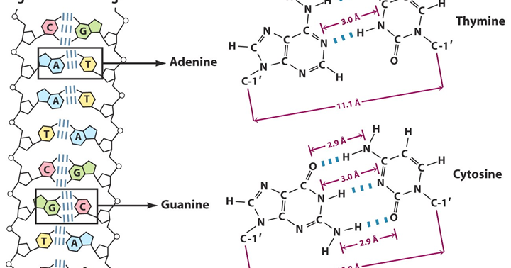 A practical step-by-step on how to transcribe and translate DNA sequence