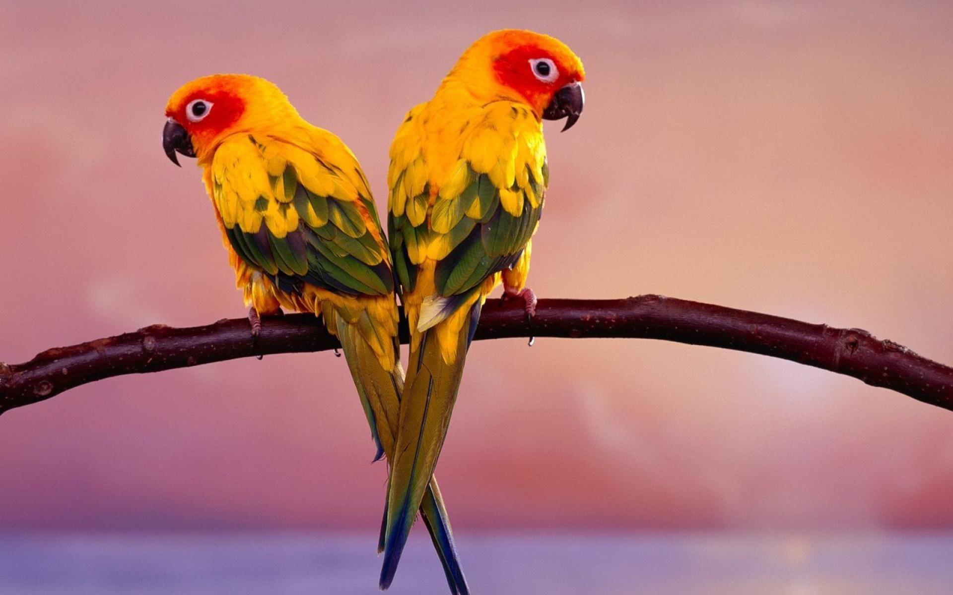 Cute Parrot Pair | Full HD Desktop Wallpapers 1080p