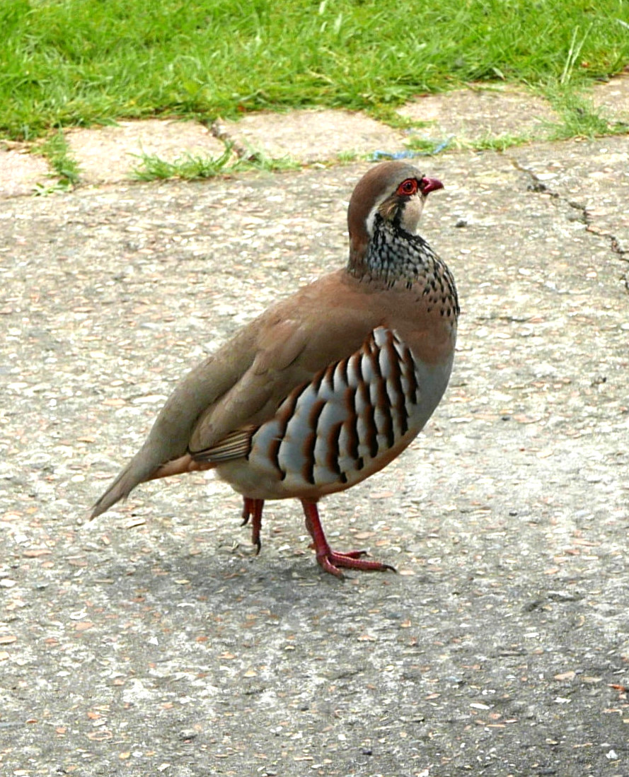 Lucy Melford: Two partridges come a-visiting; and wekas at Westport ...