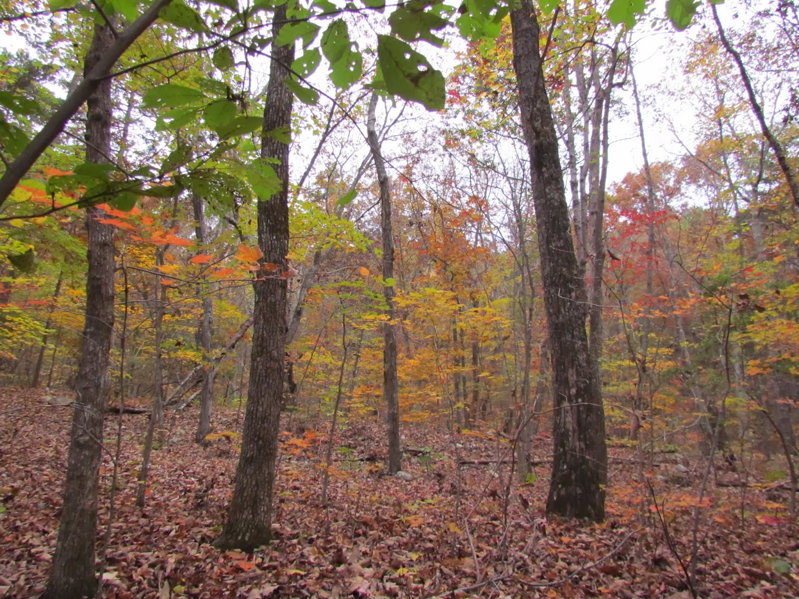 Pygmy Puffs and Heffalumps: 2013