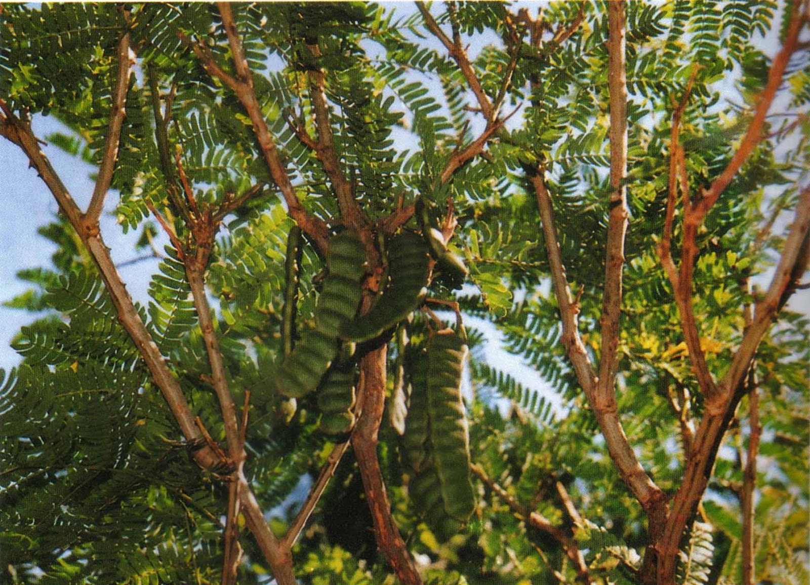 SOAP POD (Acacia concinna DC) ~ Afya Na Kiasi