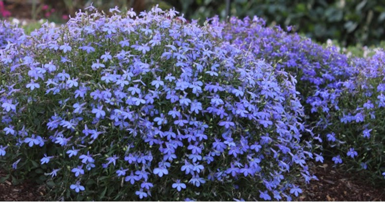 Lobelia flower seed germination - swimguide