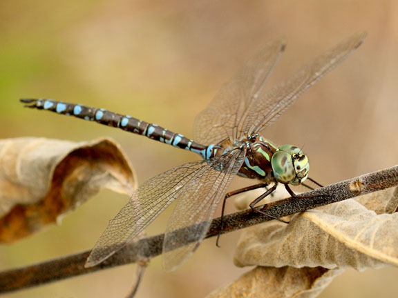 Ecobirder: Canada Darner