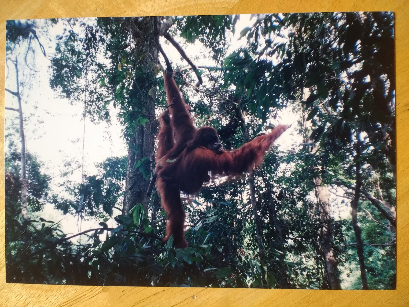 It's all about stories!: Save Rang-tan